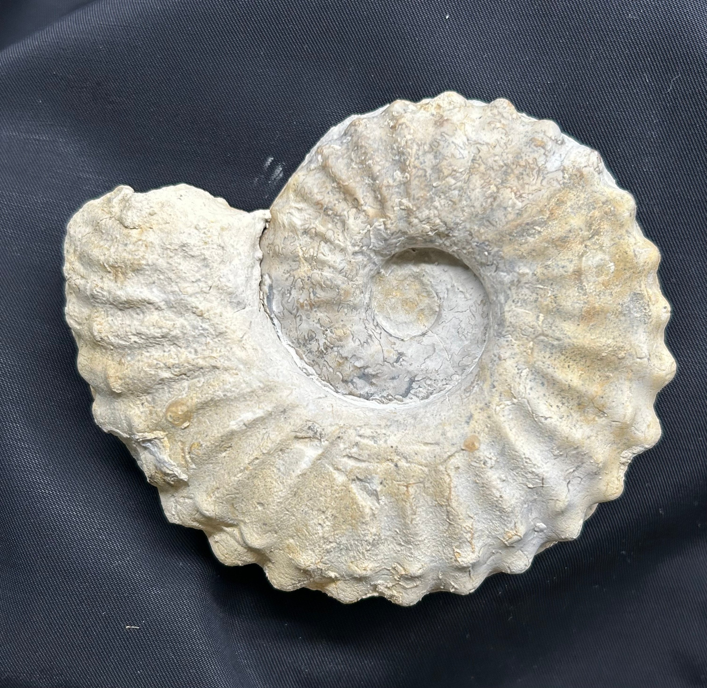 Mortoniceras Ammonites