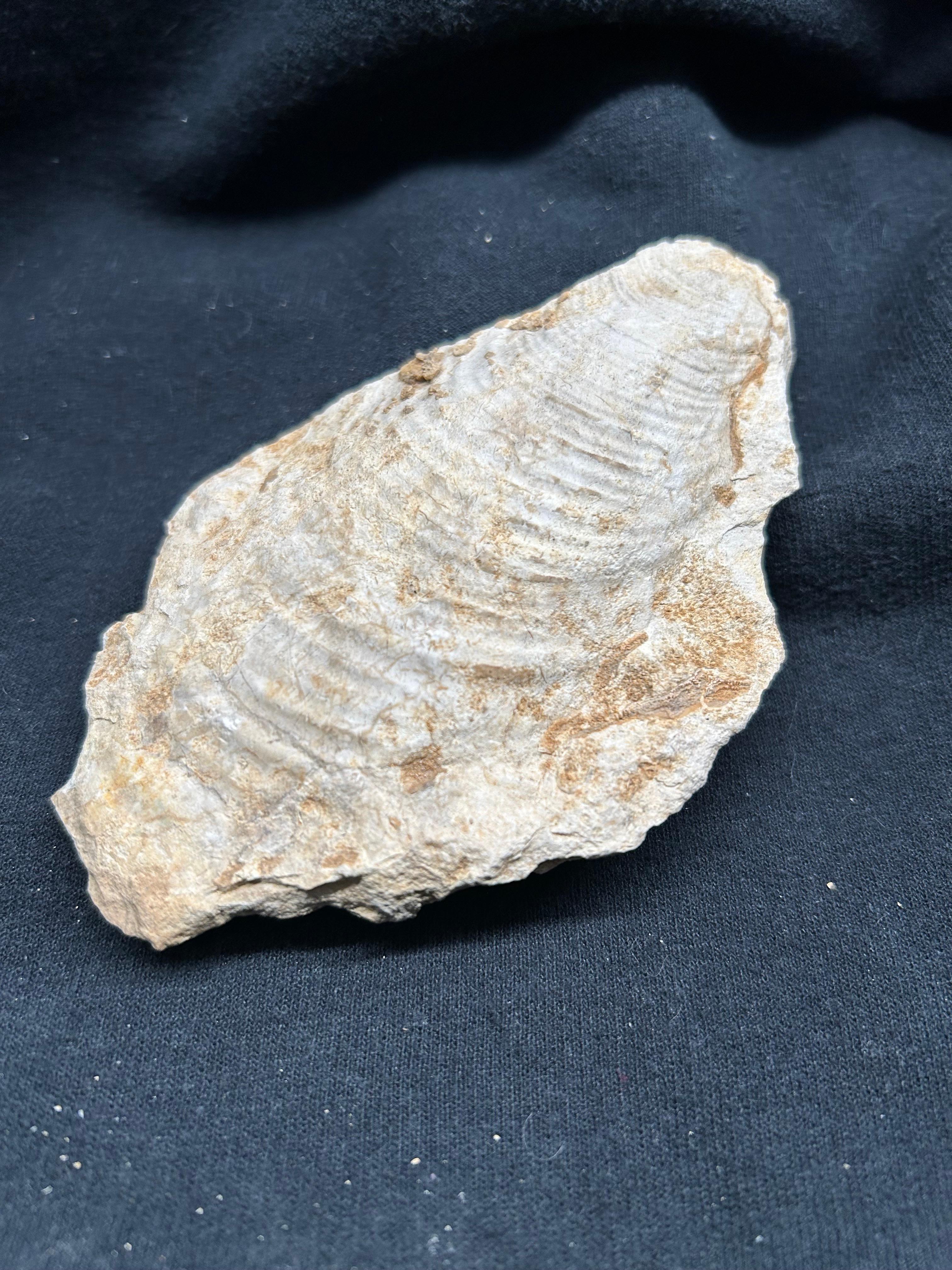 Echinoids- Hemiaster & More