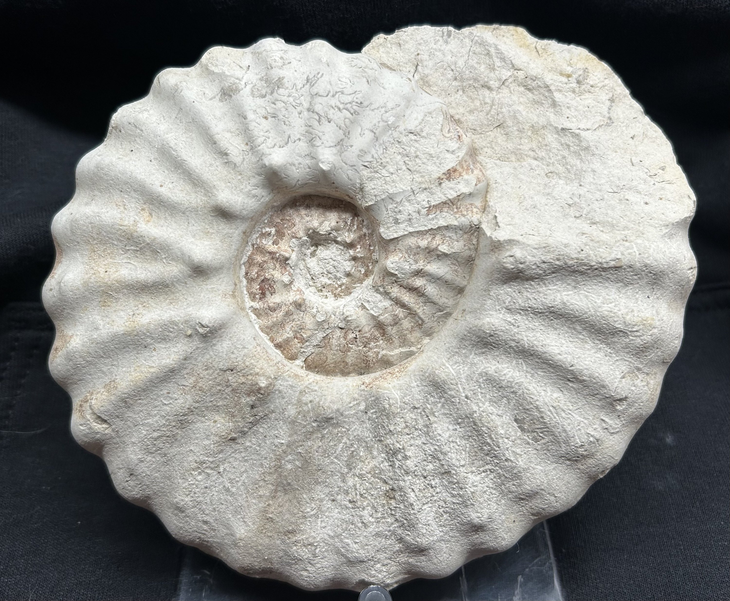 Mortoniceras Ammonites