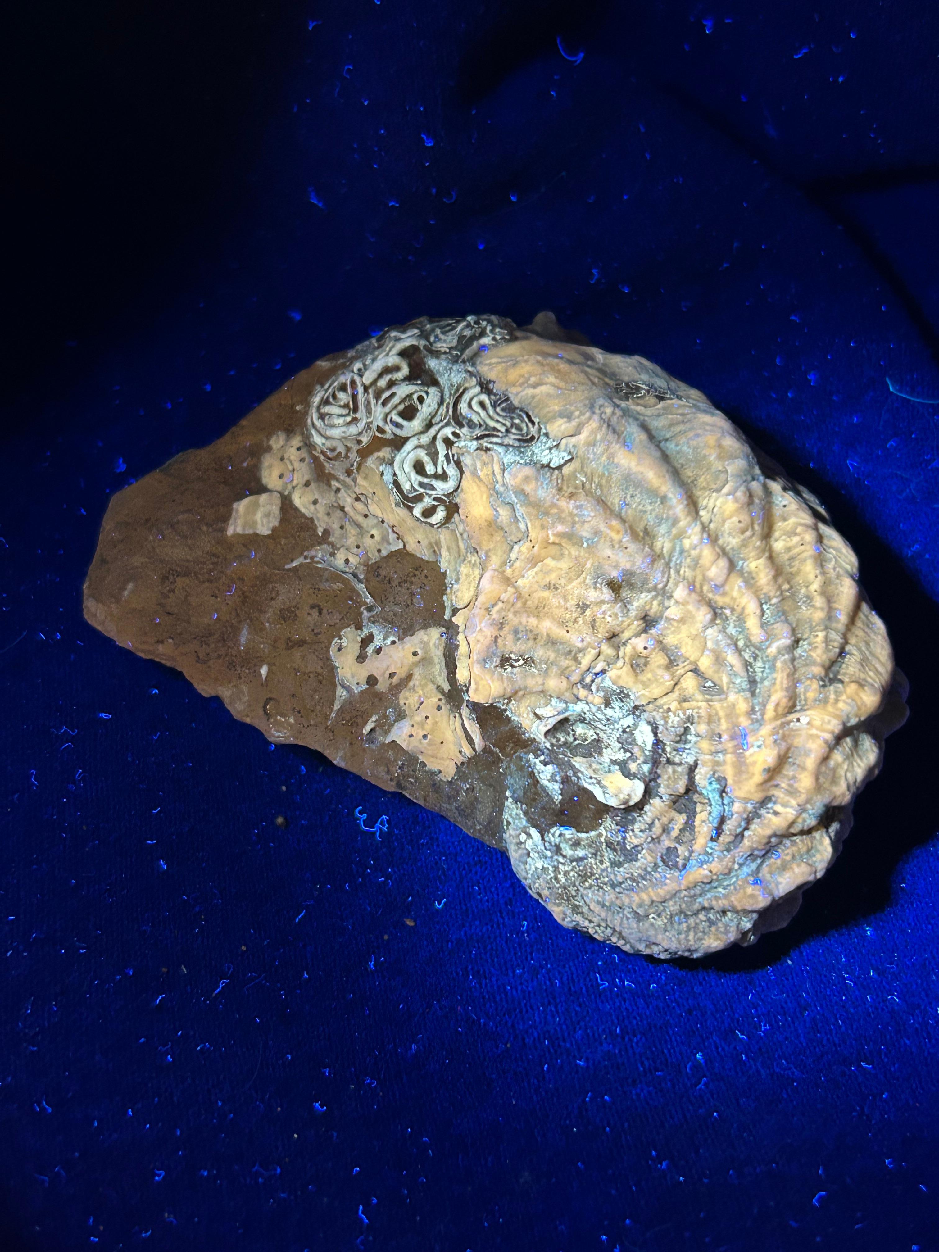 Home page DFW Fossils