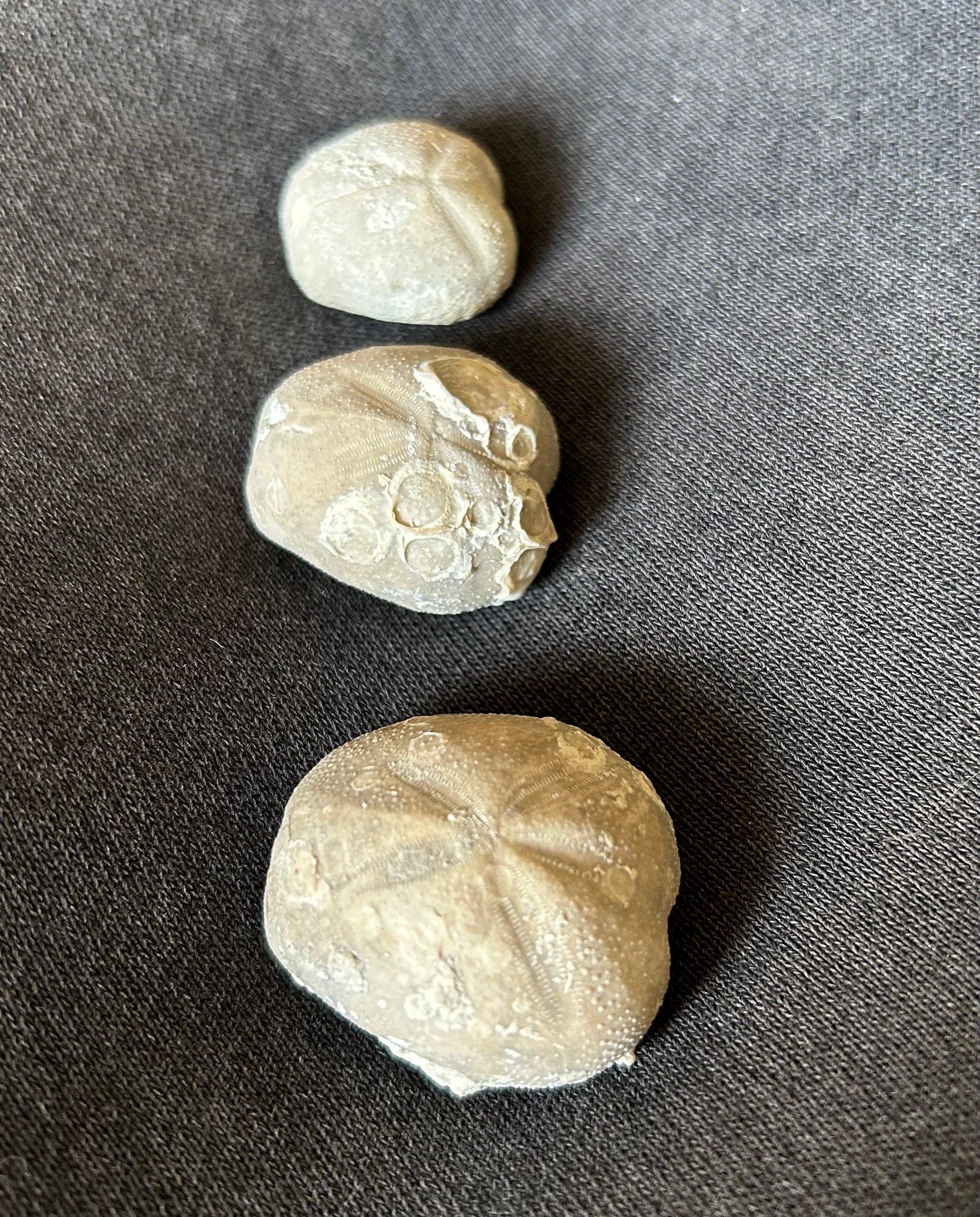 Echinoids- Hemiaster & More