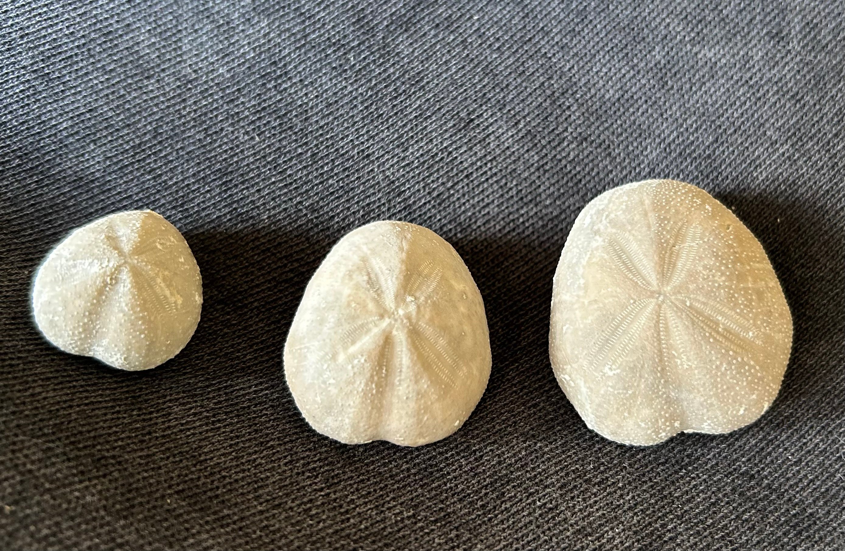 Echinoids- Hemiaster & More