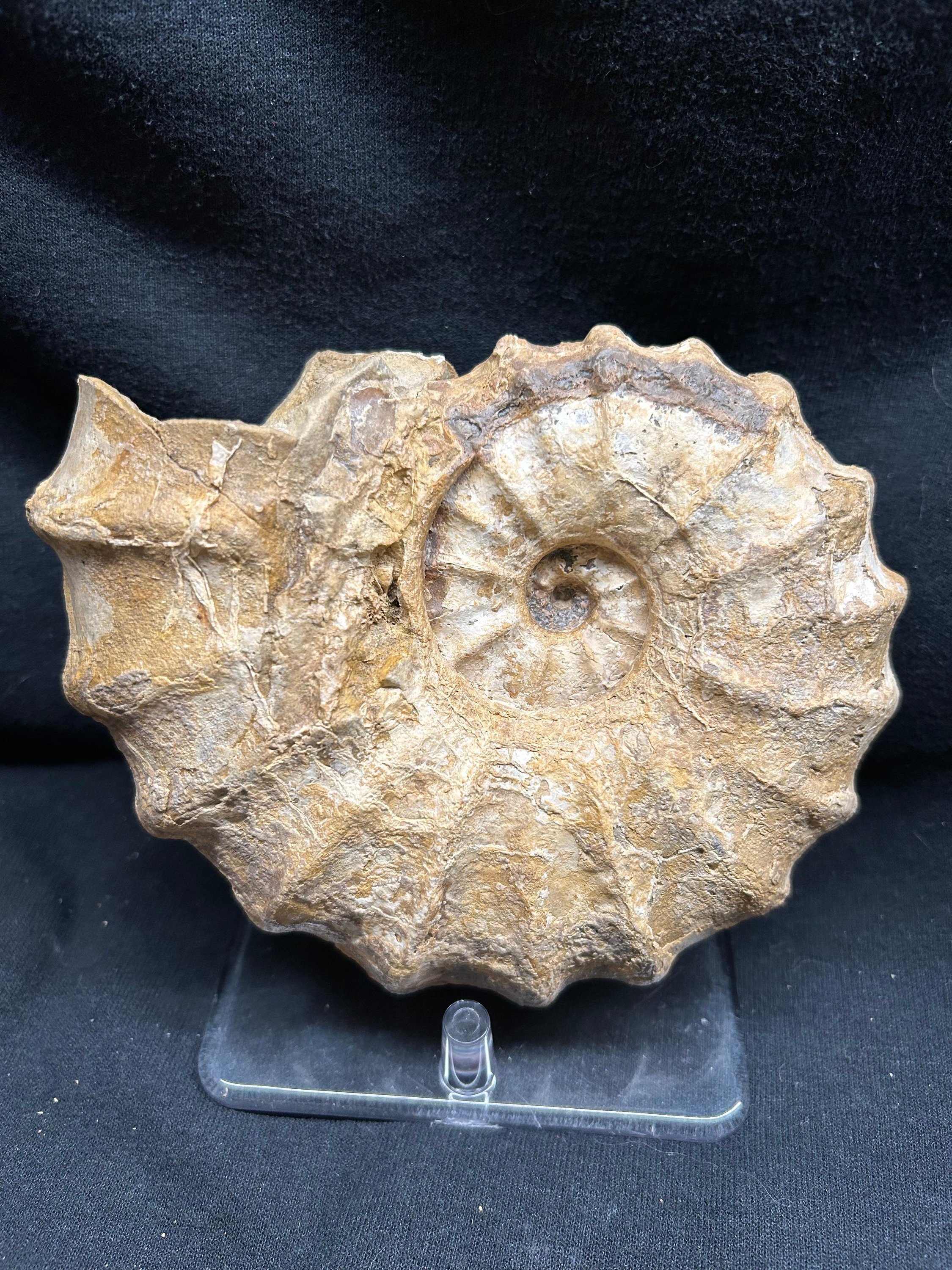 Woodbine Ammonites