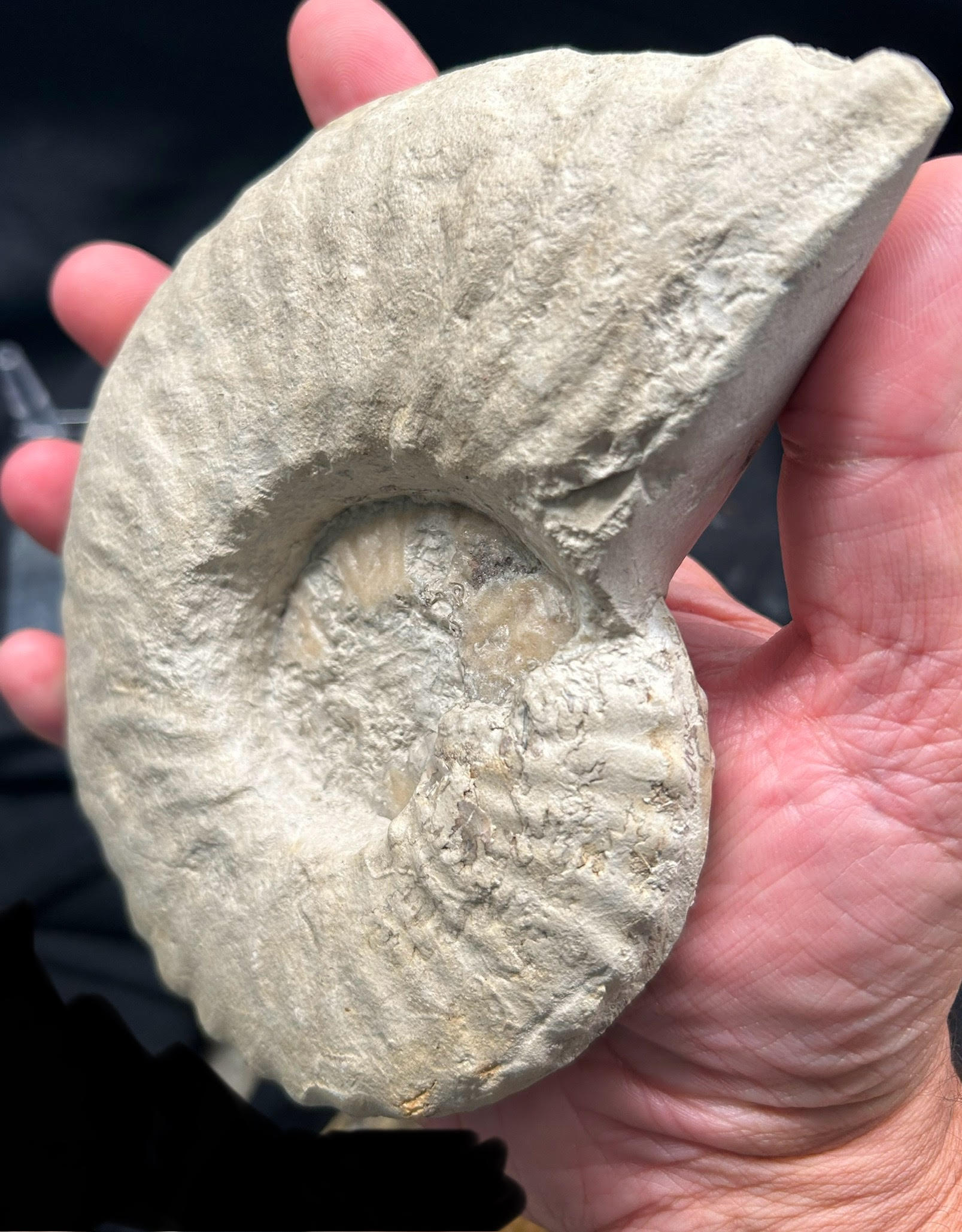 Mortoniceras Ammonites