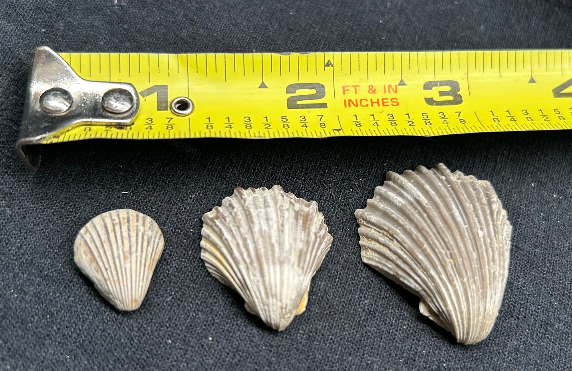 Echinoids- Hemiaster & More