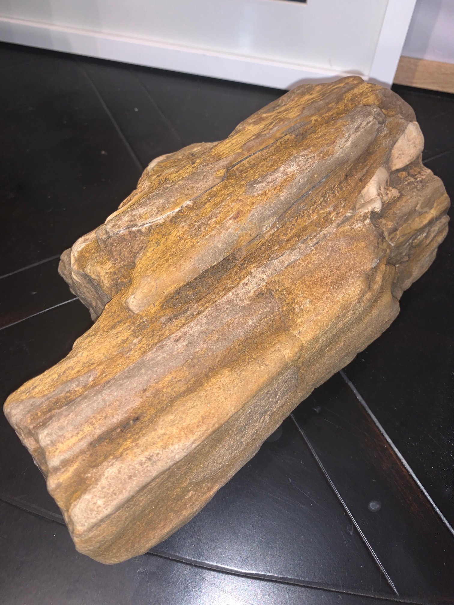 Home page DFW Fossils