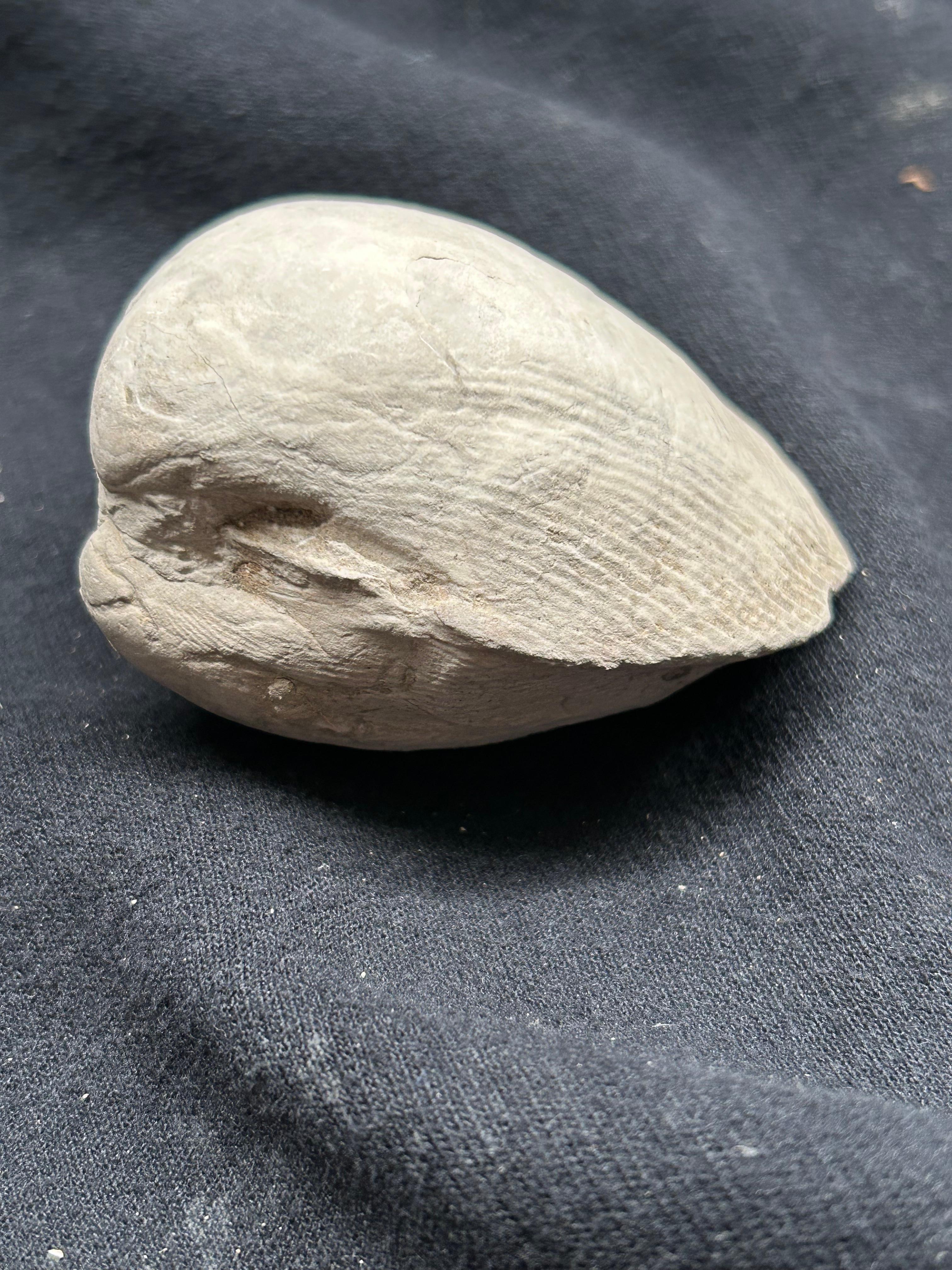 Echinoids- Hemiaster & More