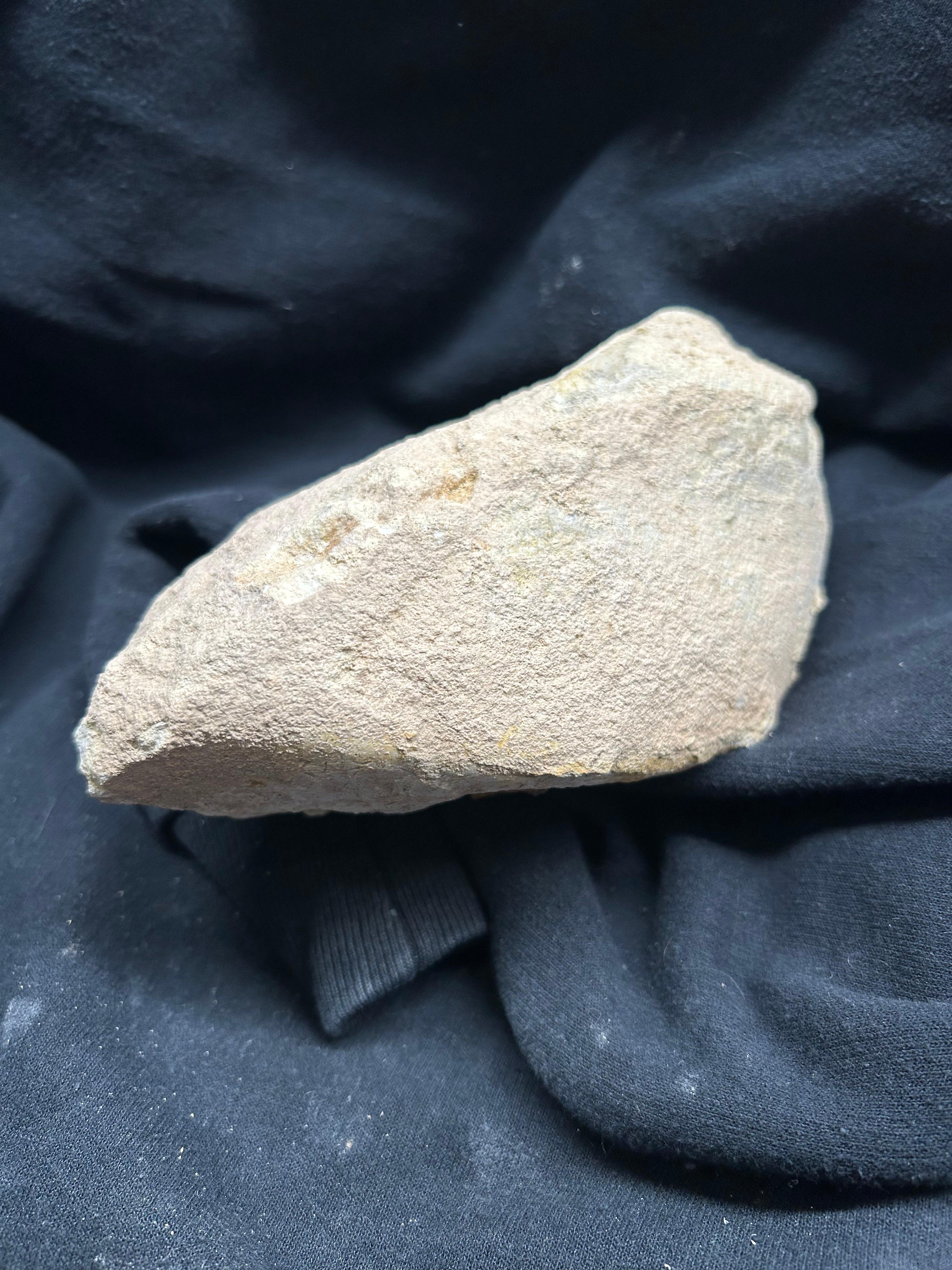 Echinoids- Hemiaster & More