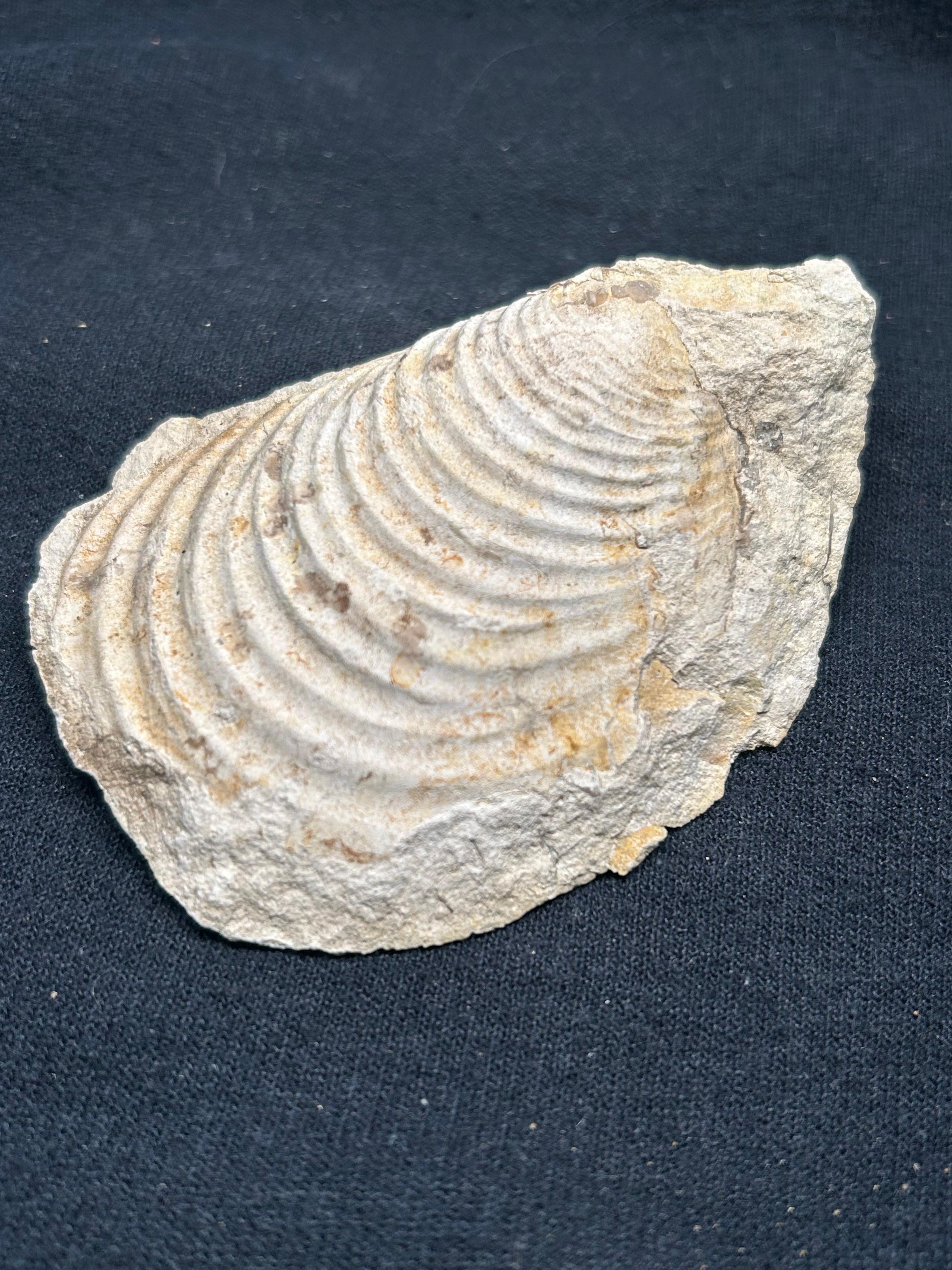 Echinoids- Hemiaster & More