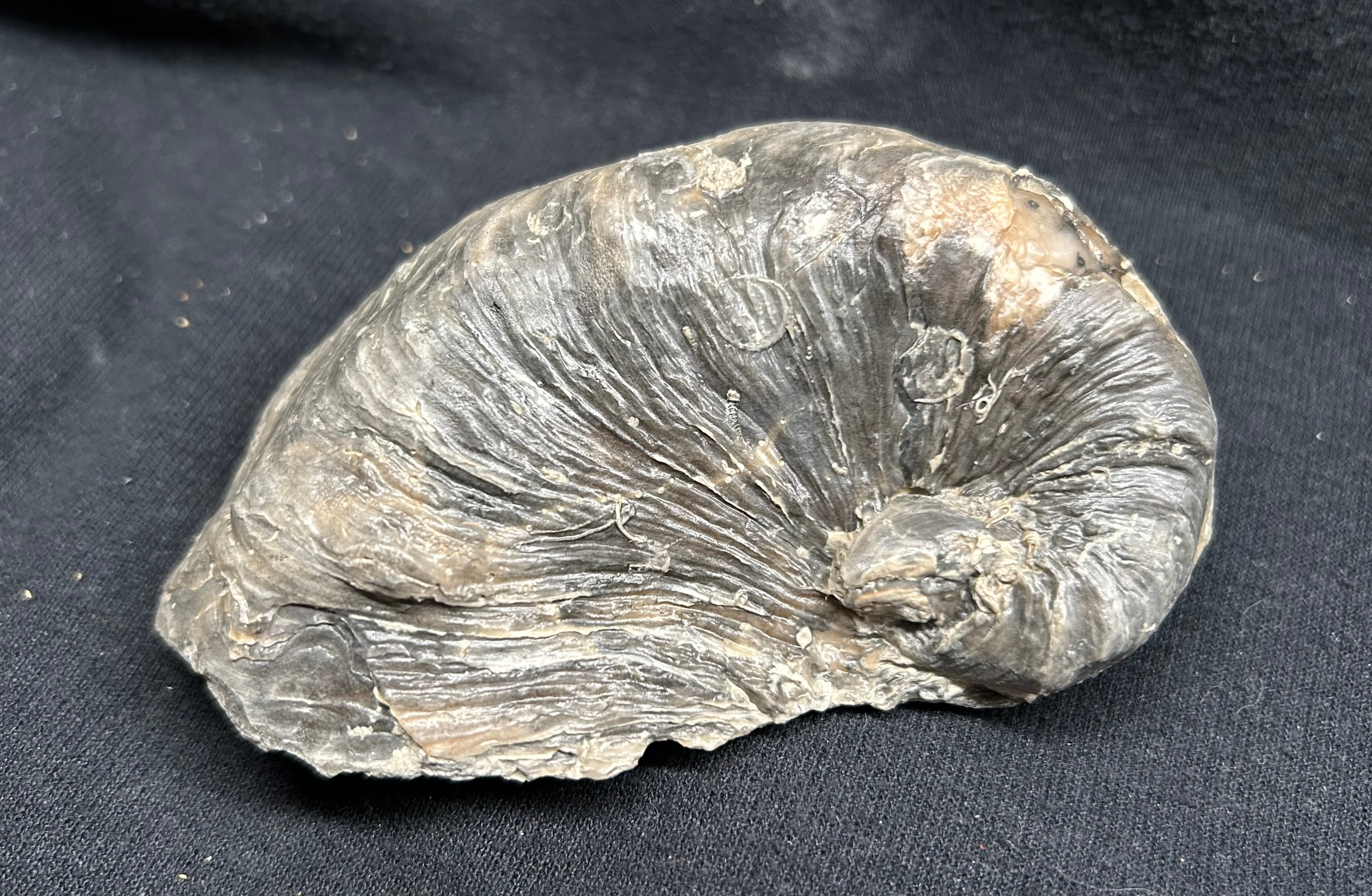 Echinoids- Hemiaster & More