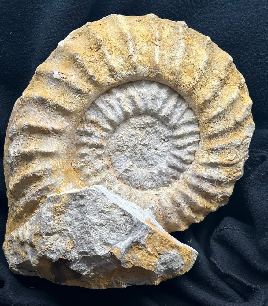 Mortoniceras Ammonites