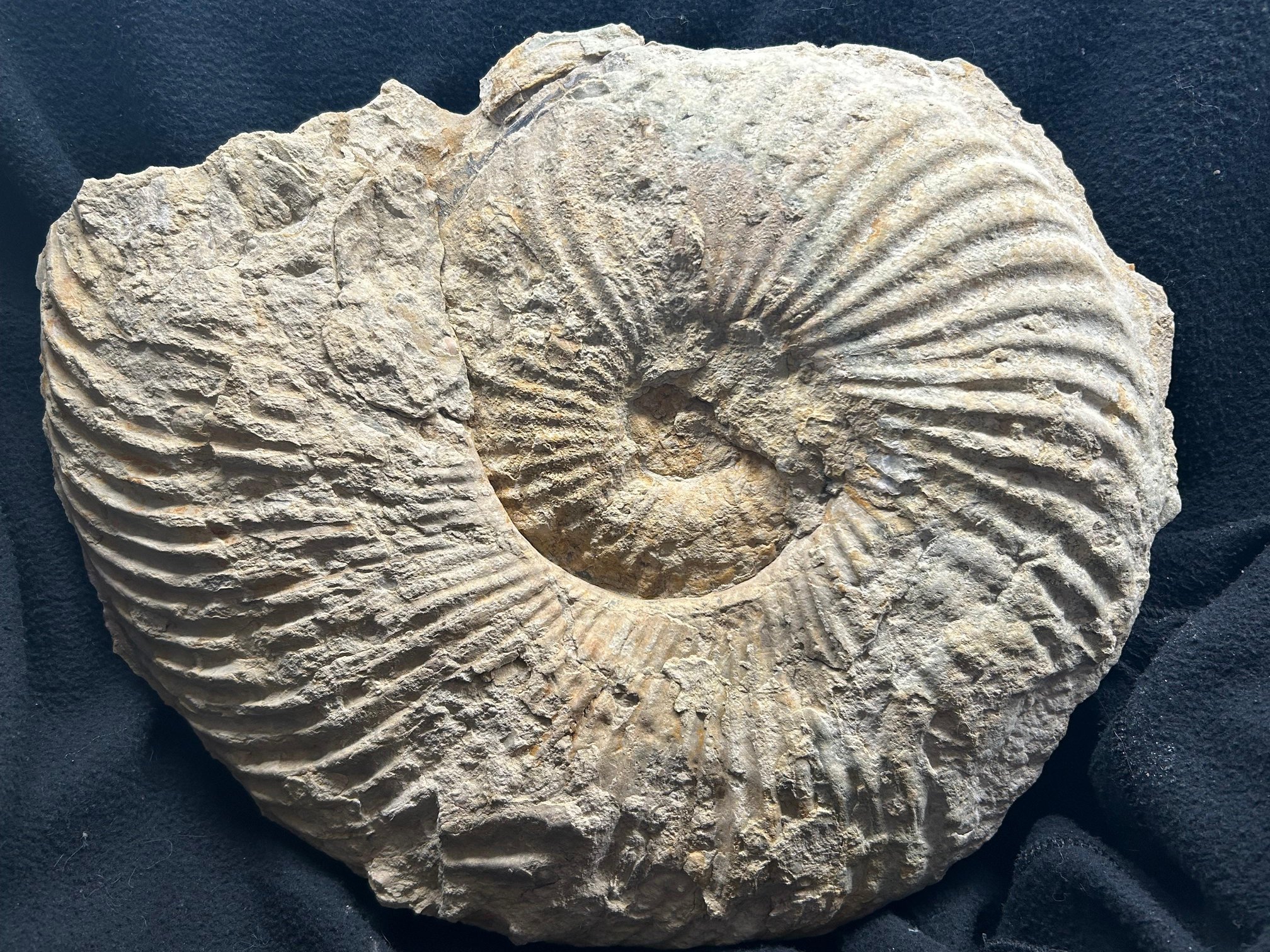 Home page DFW Fossils