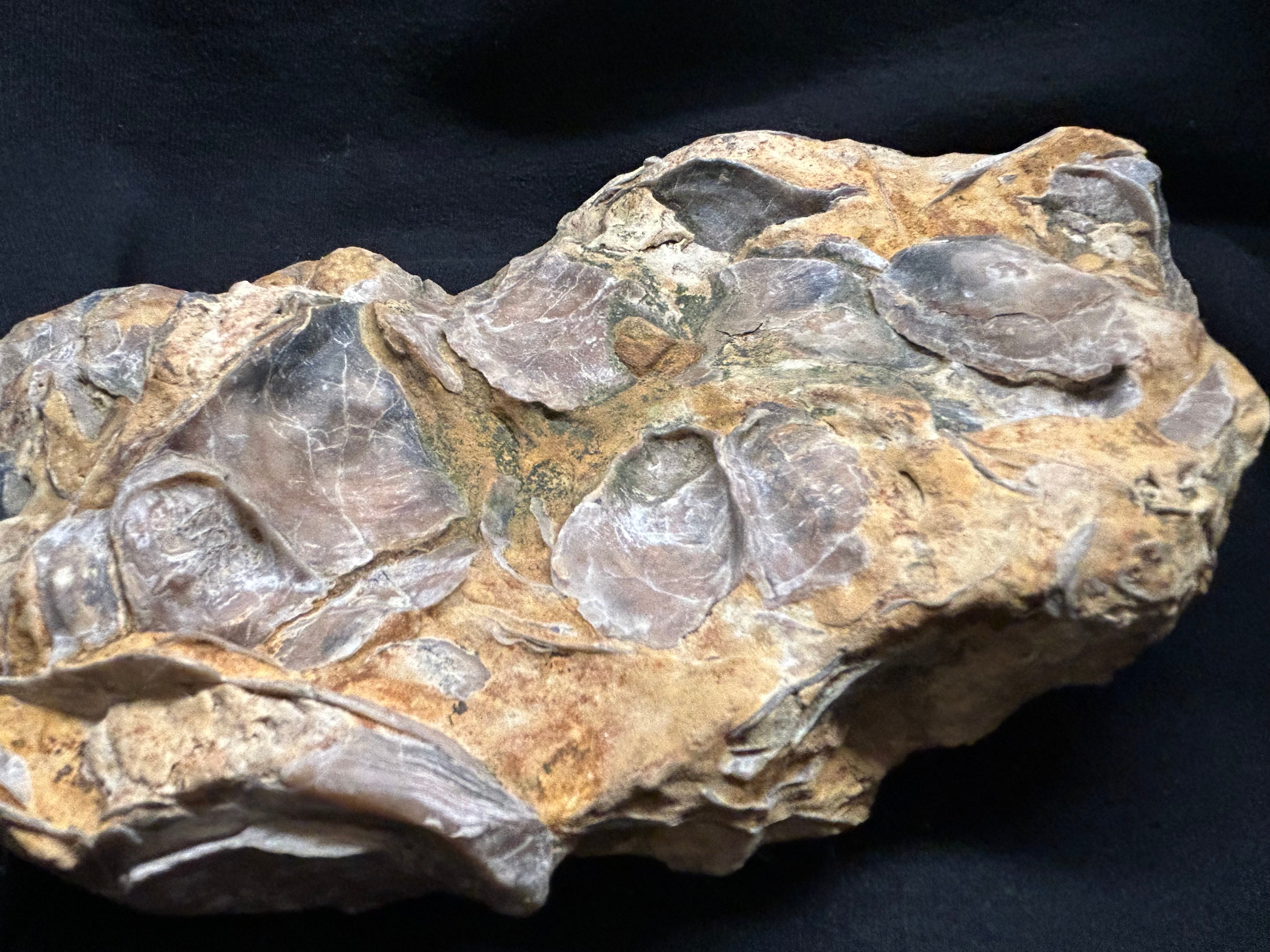 Echinoids- Hemiaster & More