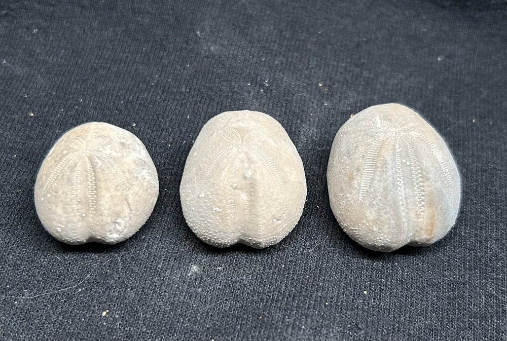 Echinoids- Hemiaster & More