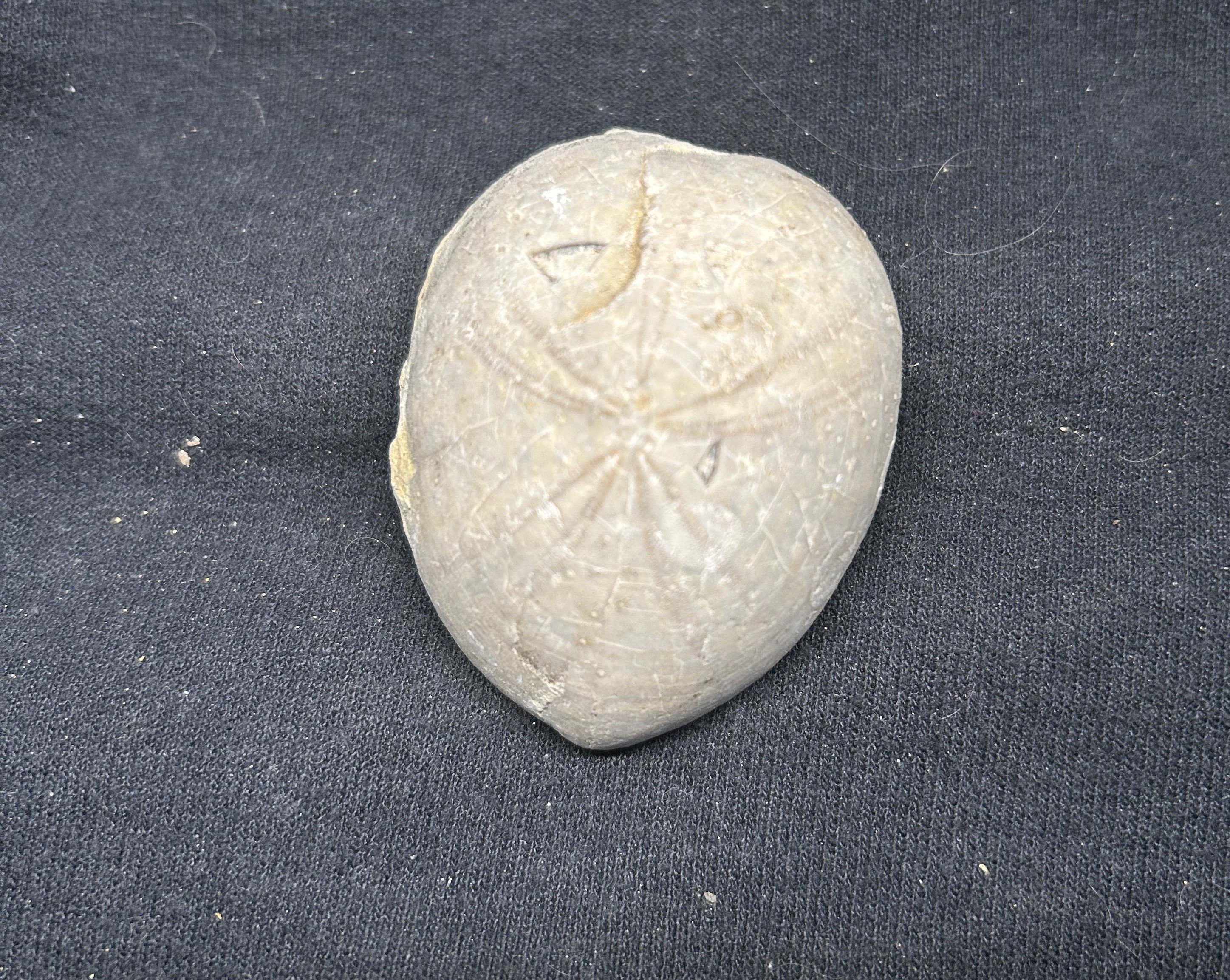 Echinoids- Hemiaster & More