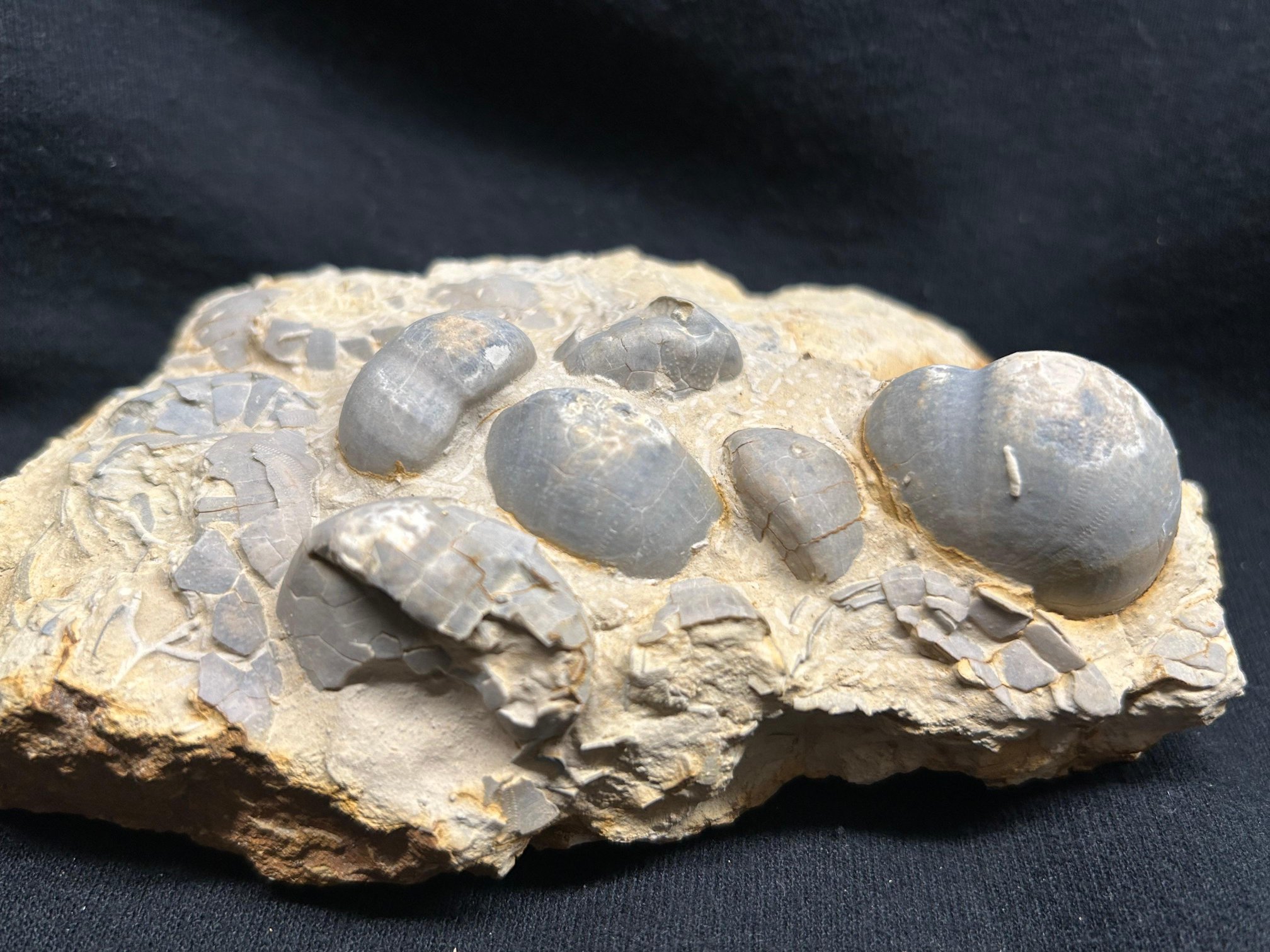 Home page DFW Fossils