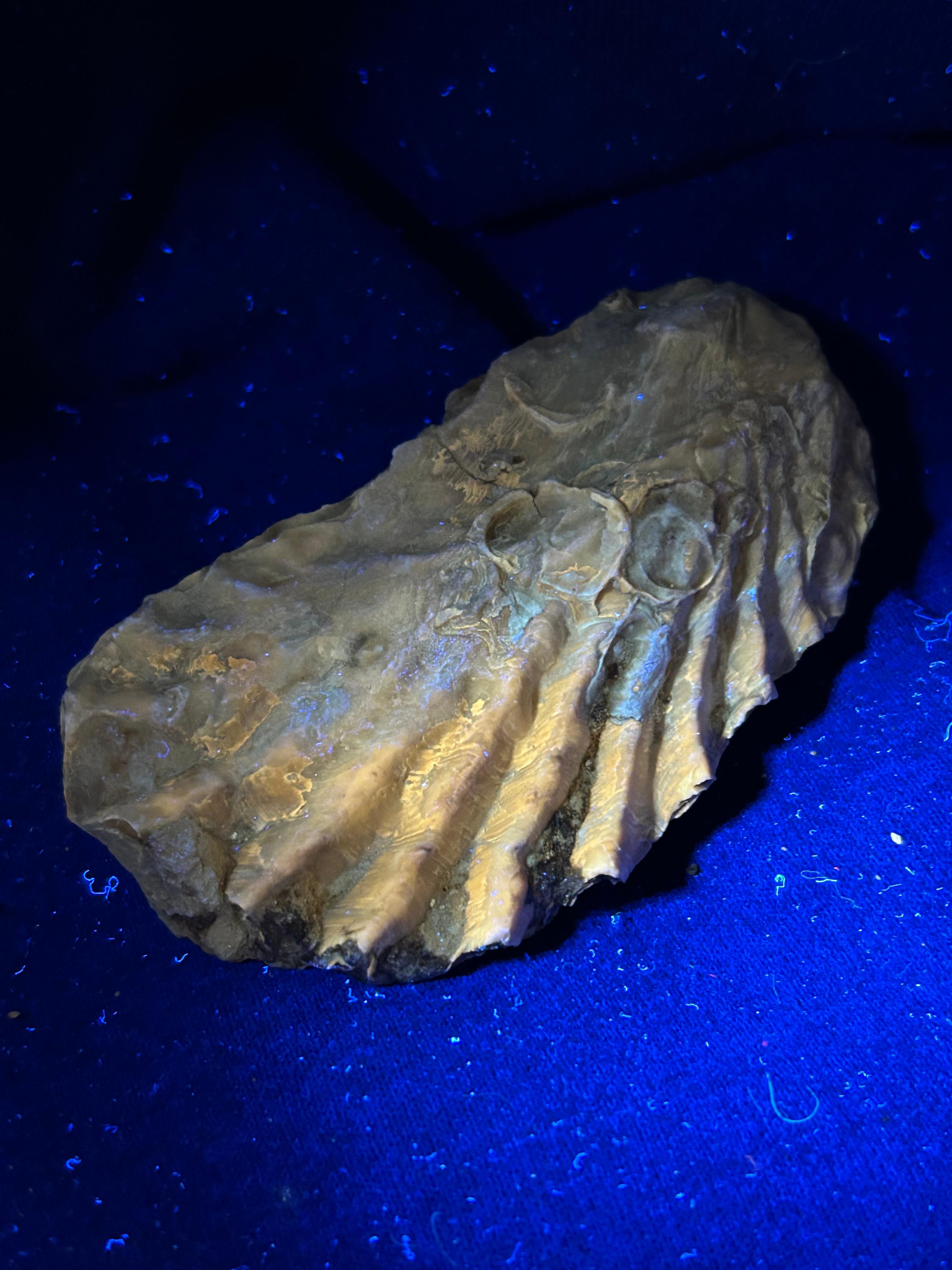 Home page DFW Fossils