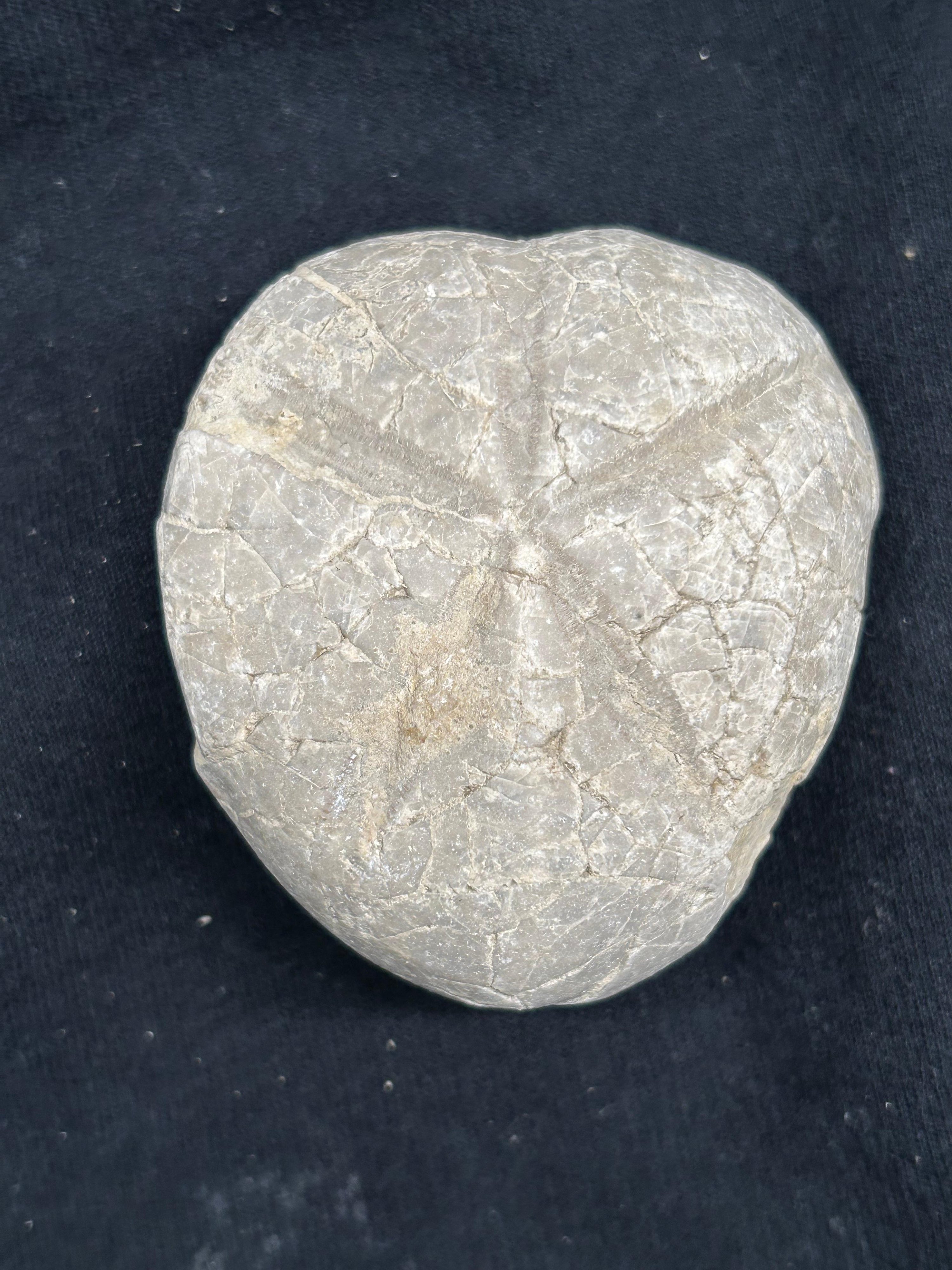 Macraster Echinoids