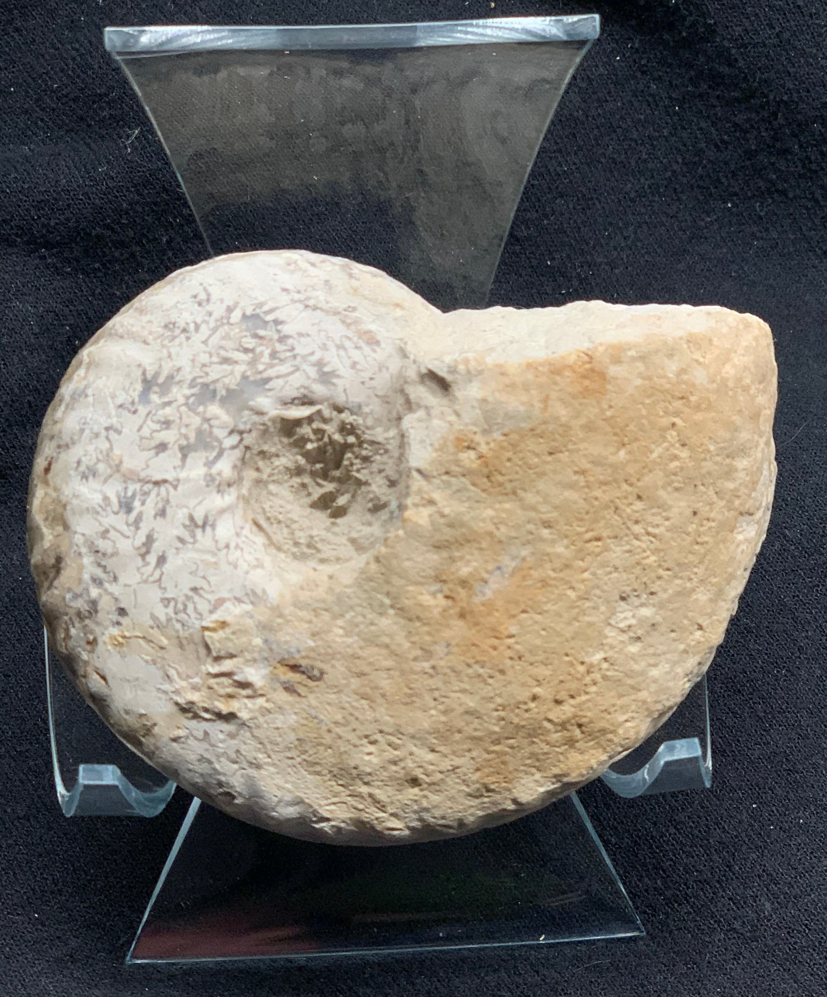 Mortoniceras Ammonites