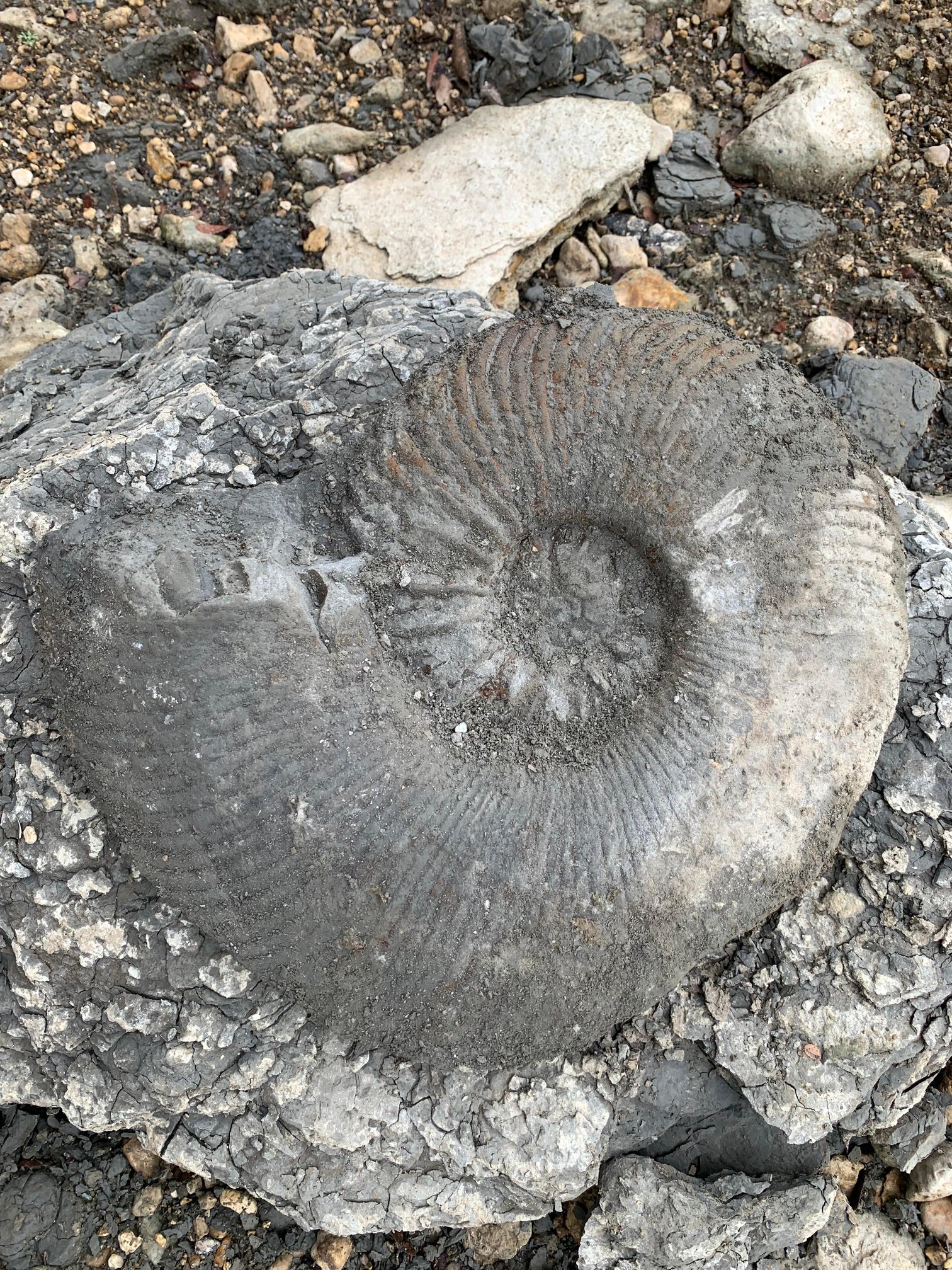 Home page DFW Fossils